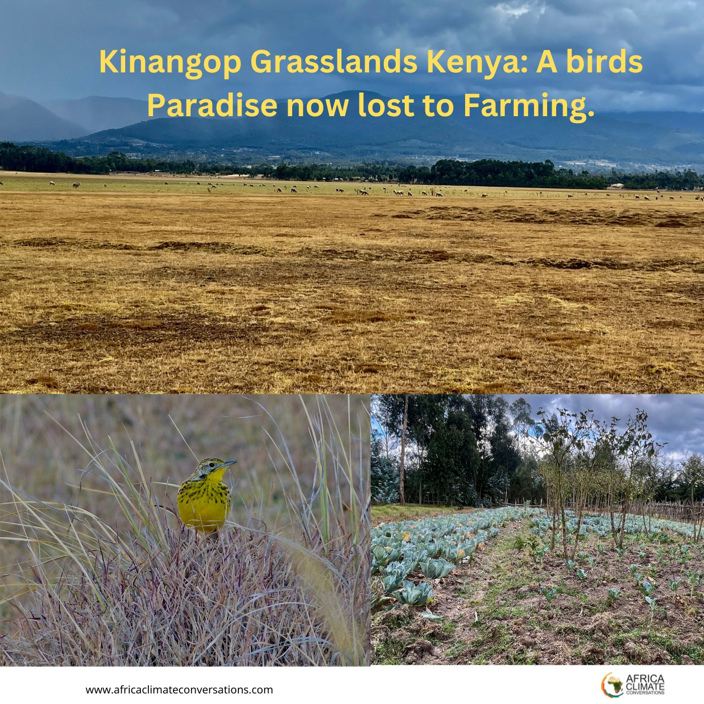 Kinangop Grasslands Kenya: A birds paradise now lost to farming ...